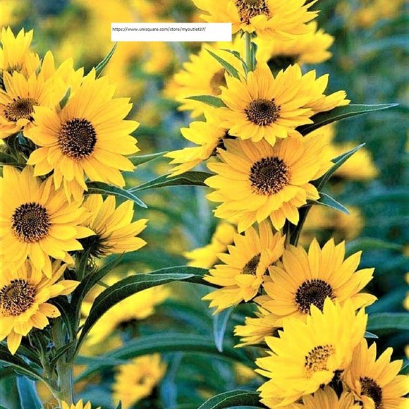 Seeds | Accents | Maximilian Sunflower Seeds Flower Seeds Bogo | Poshmark